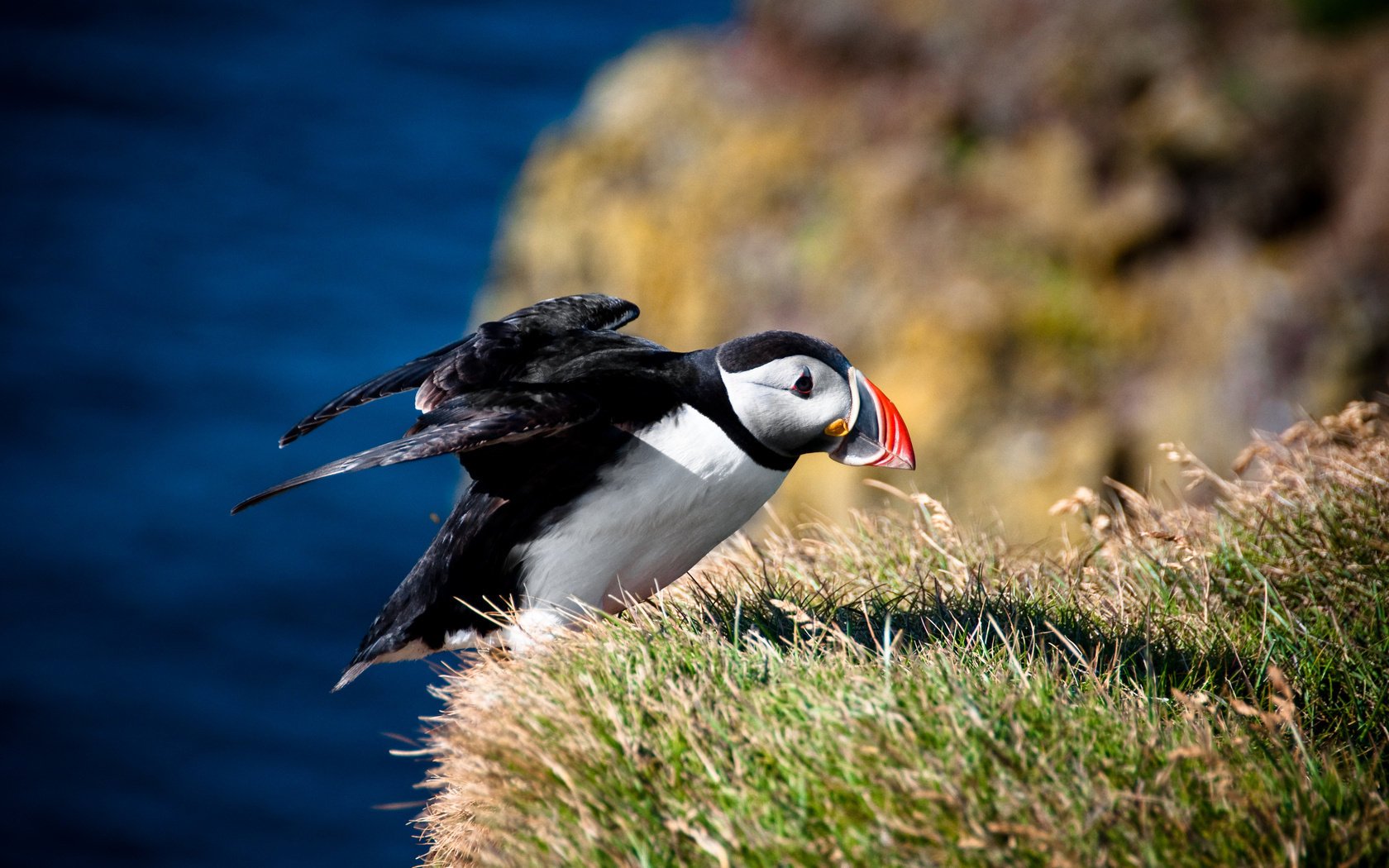 Puffin - картинки